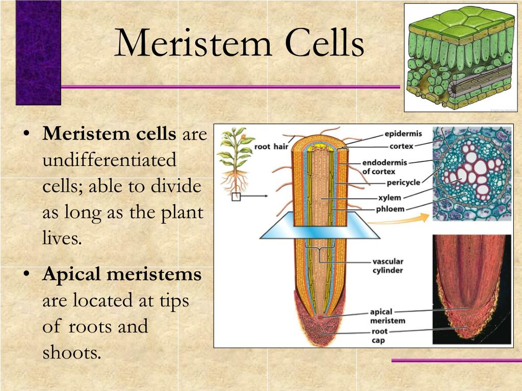 PPT - 42.1 - How Are Plant Bodies Organized; How Do They Grow? p. 860 ...