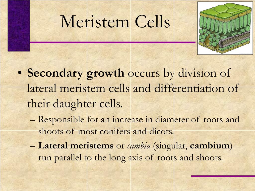 PPT - 42.1 - How Are Plant Bodies Organized; How Do They Grow? p. 860 ...