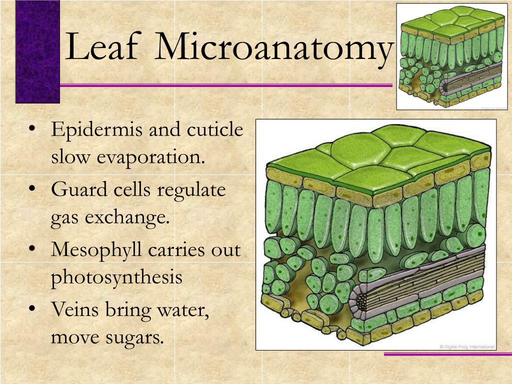PPT - 42.1 - How Are Plant Bodies Organized; How Do They Grow? p. 860 ...
