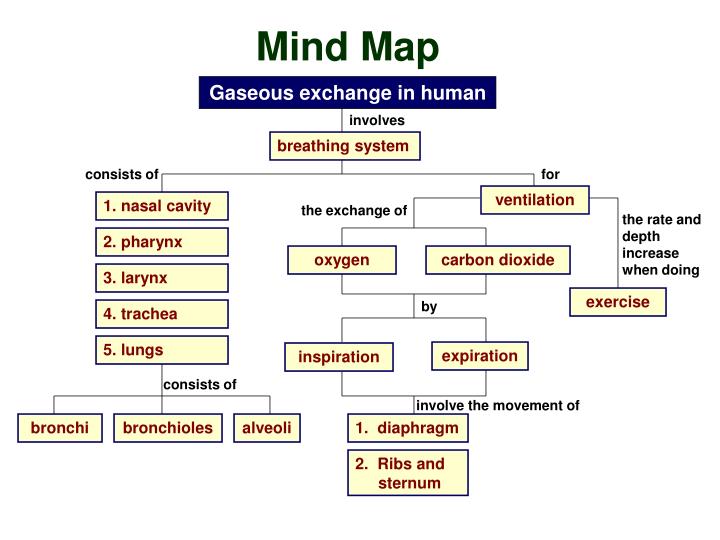 PPT - Mind Map PowerPoint Presentation - ID:3057971
