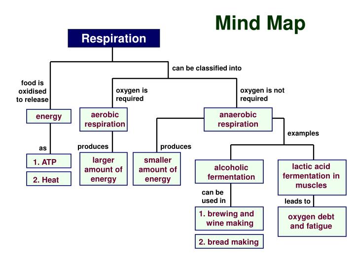 PPT - Mind Map PowerPoint Presentation - ID:3057971