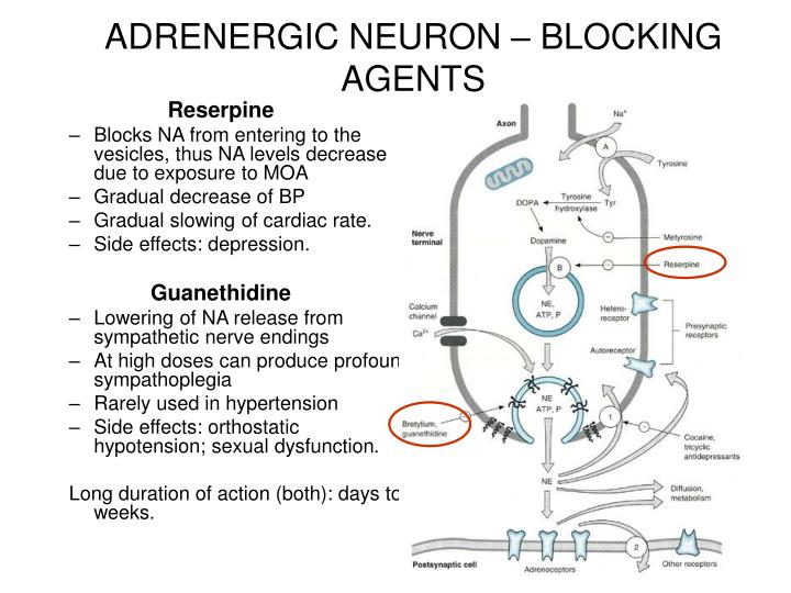 PPT - Drugs used in hypertension PowerPoint Presentation - ID:3058011