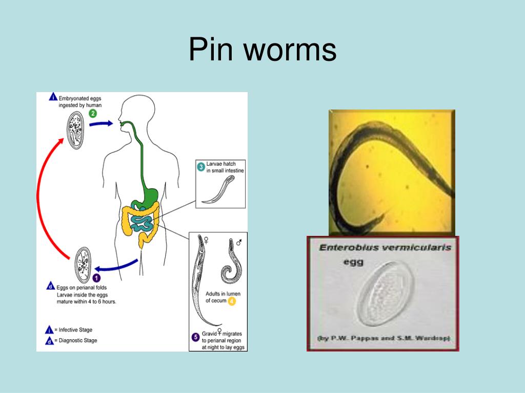 PPT - Antiseptics and desinfectants. Antiprotozoal, antispirochetal ...
