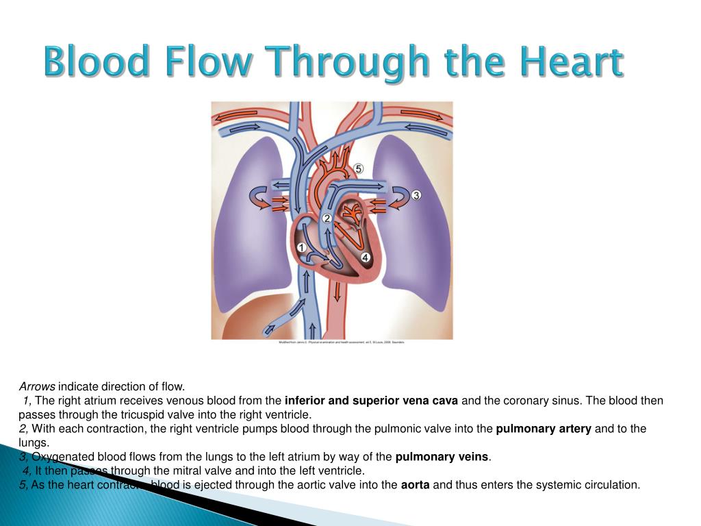 PPT - Cardiovascular System, HTN, Coronary artery disease, heart ...