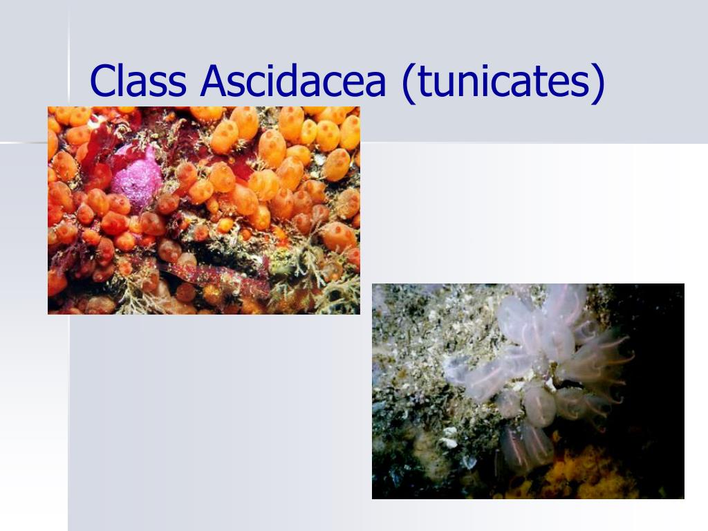 PPT - Marine Ecology, April 30, 2008 PowerPoint Presentation, free ...