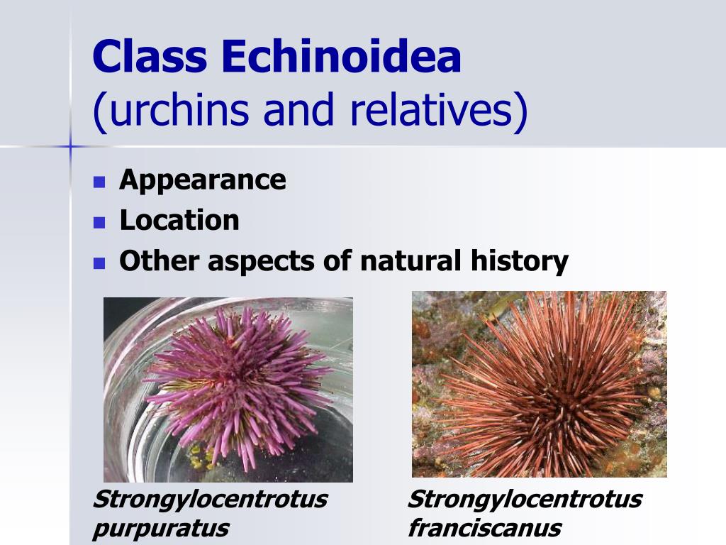 PPT - Marine Ecology, April 30, 2008 PowerPoint Presentation, free ...