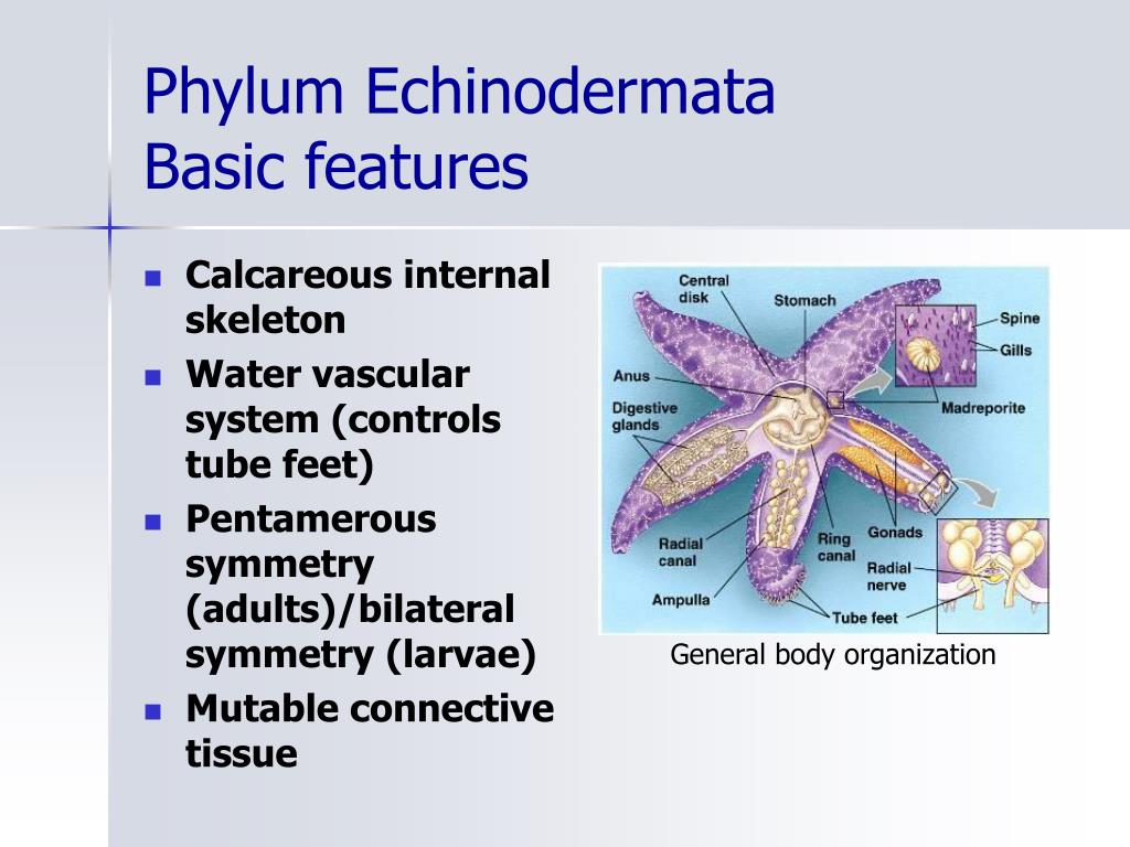 PPT - Marine Ecology, April 30, 2008 PowerPoint Presentation, free ...