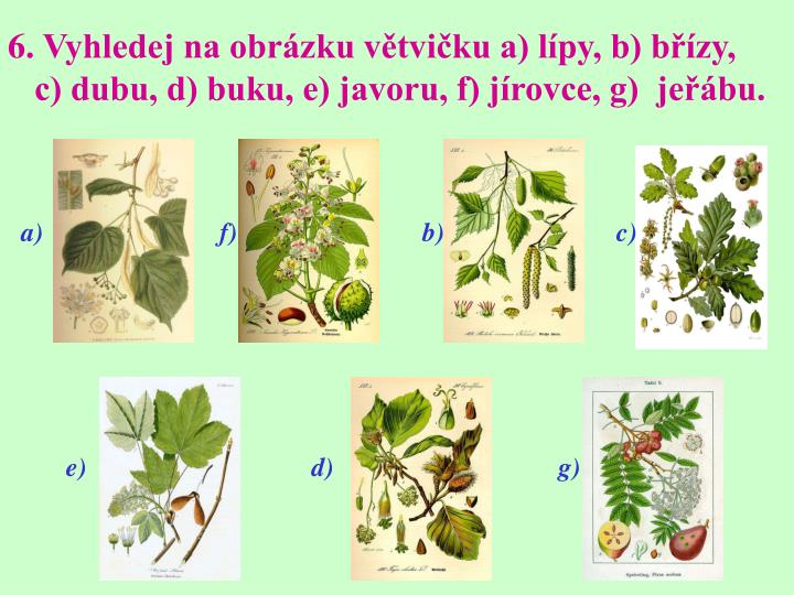 PPT - Stromy, keře, plody PowerPoint Presentation - ID:3058659