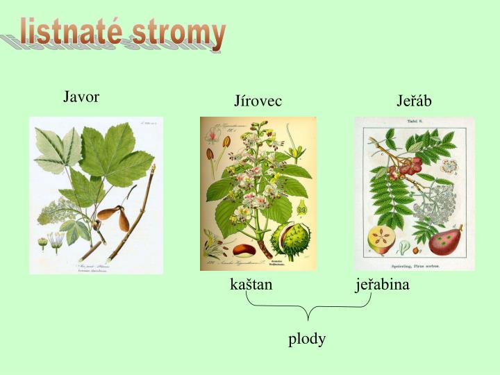 PPT - Stromy, keře, plody PowerPoint Presentation - ID:3058659