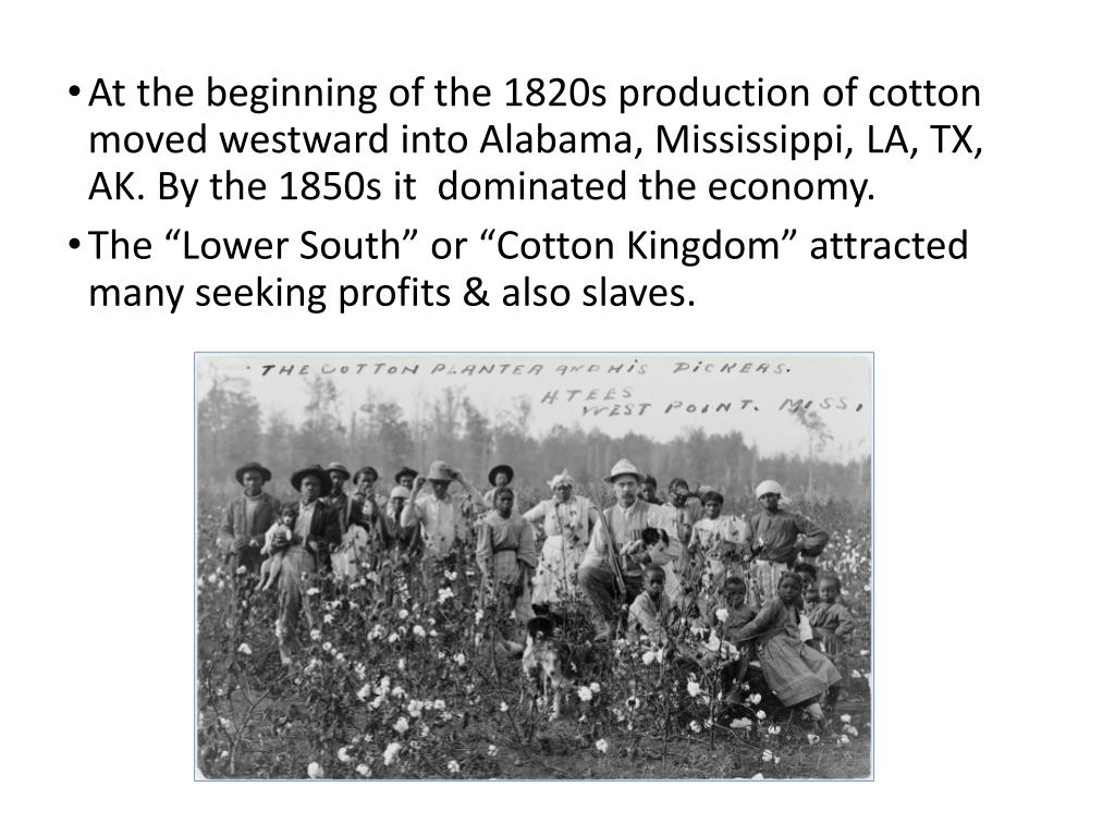 PPT - Cotton, Slavery, and the Old South Chapter 11 PowerPoint ...