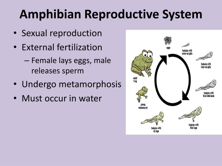 PPT - Amphibians and Mammals PowerPoint Presentation - ID:3060435