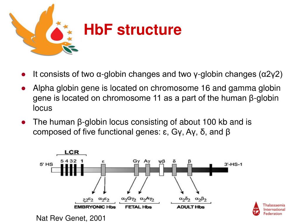 PPT - HbF induction 3rd Pan-European Conference on Haemoglobinopathies ...