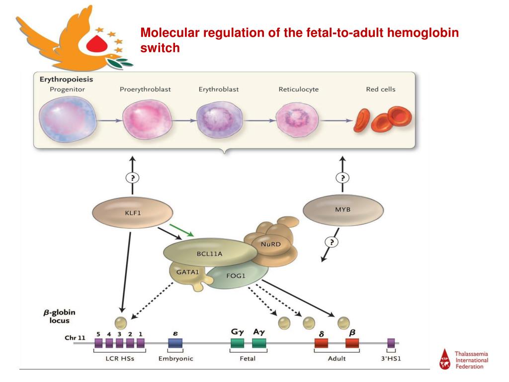 PPT - HbF induction 3rd Pan-European Conference on Haemoglobinopathies ...