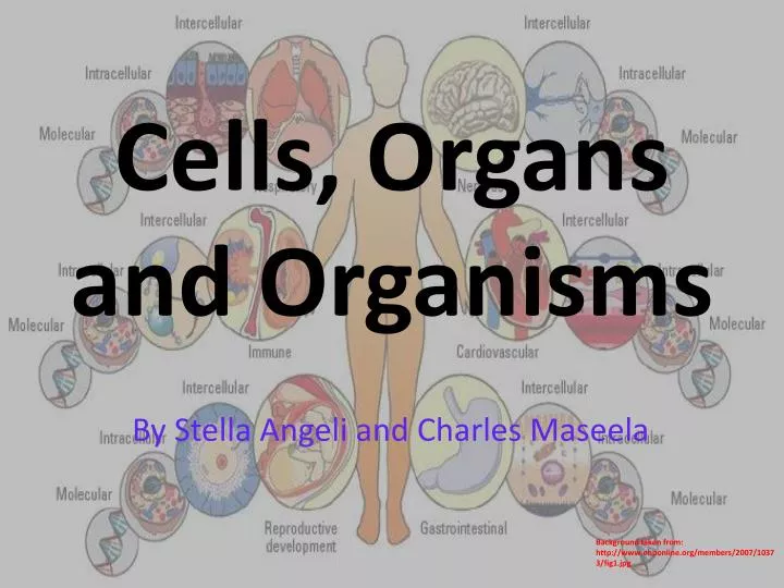 PPT - Cells, Organs and Organisms PowerPoint Presentation, free ...