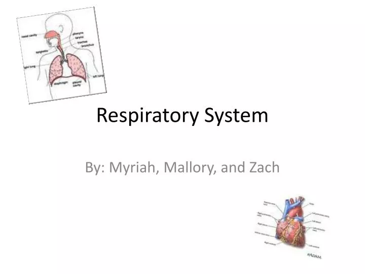 PPT - Respiratory System PowerPoint Presentation, free download - ID ...