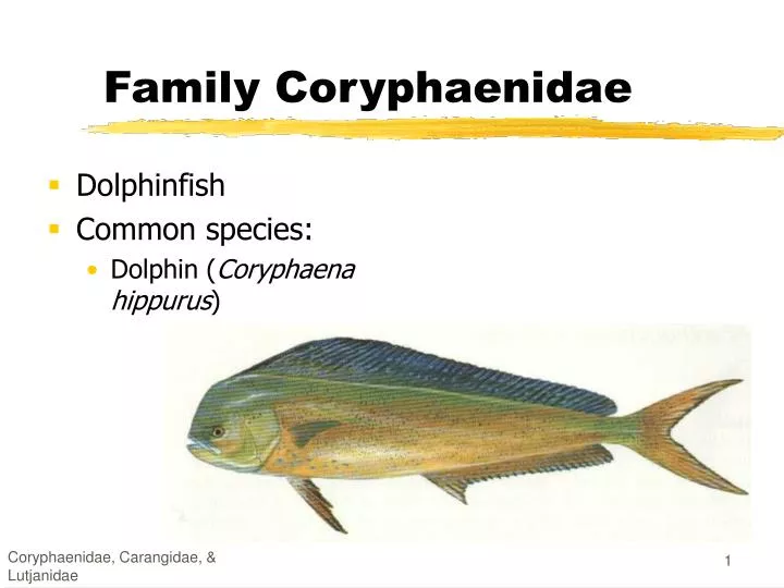PPT - Family Coryphaenidae PowerPoint Presentation, free download - ID ...