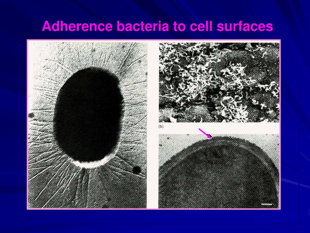PPT - Medical biology, microbiology, virology, immunology department ...