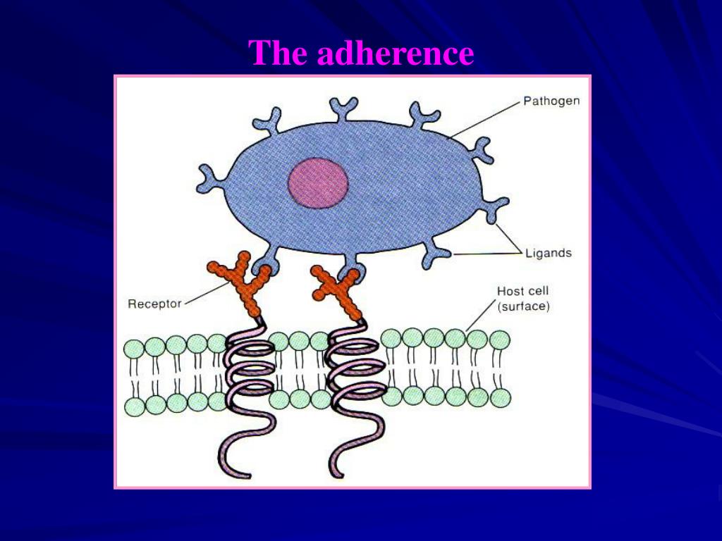 PPT - Medical biology, microbiology, virology, immunology department ...