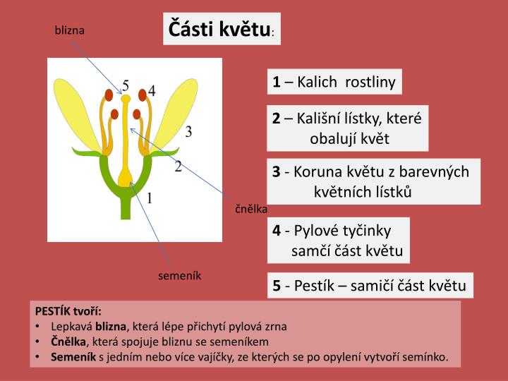 PPT - Anotace: Žáci se seznamují s významem květu jako základní částí ...