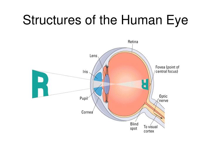 PPT - Sensation and Perception PowerPoint Presentation - ID:3062912