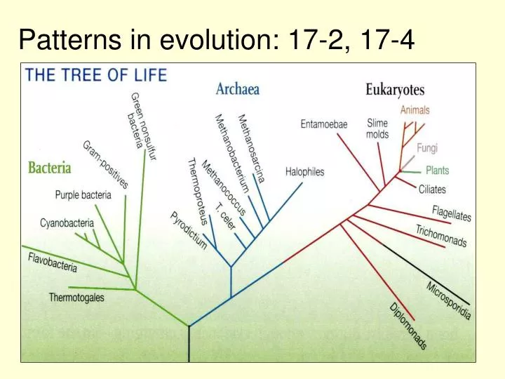 PPT - Patterns in evolution: 17-2, 17-4 PowerPoint Presentation, free ...