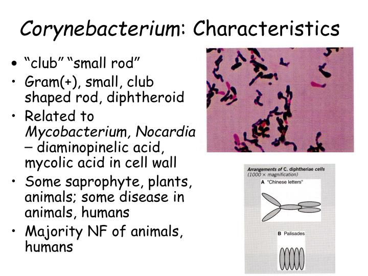PPT - Corynebacterium , Listeria , Erysipelothrix PowerPoint ...