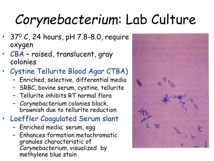 PPT - Corynebacterium , Listeria , Erysipelothrix PowerPoint ...