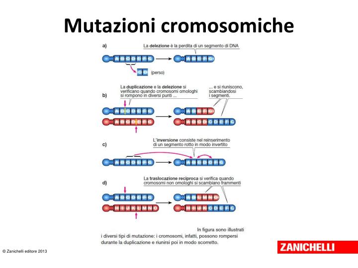 PPT - BATTERI PowerPoint Presentation - ID:3063369