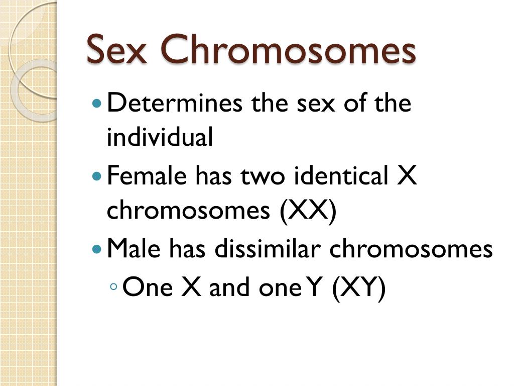 Ppt Sex Chromosomes Powerpoint Presentation Free Download Id 3063531