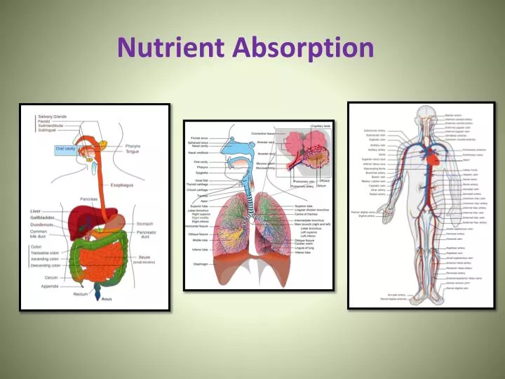 PPT - Nutrient Absorption PowerPoint Presentation, free download - ID ...