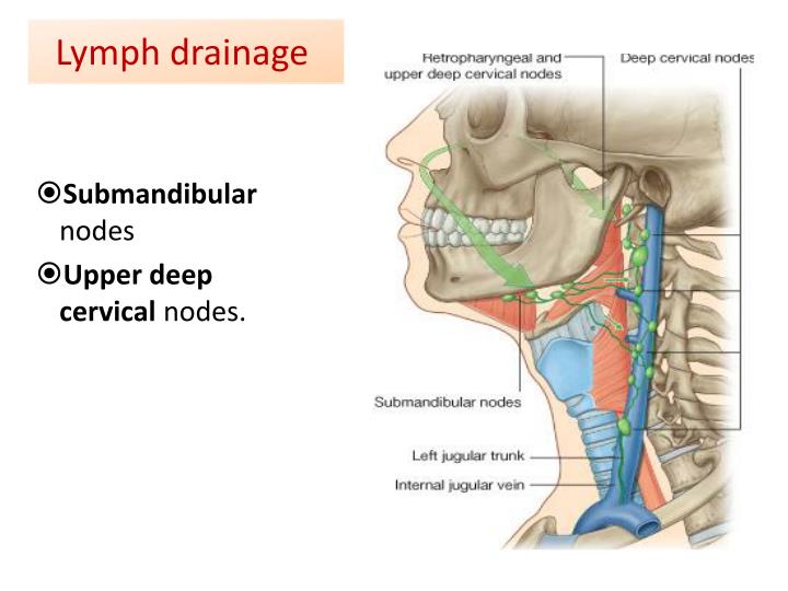 PPT - Nose, Olfactory nerve and olfactory pathway PowerPoint ...