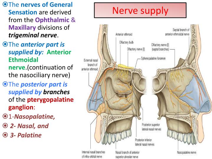 PPT - Nose, Olfactory nerve and olfactory pathway PowerPoint Presentation - ID:3064125