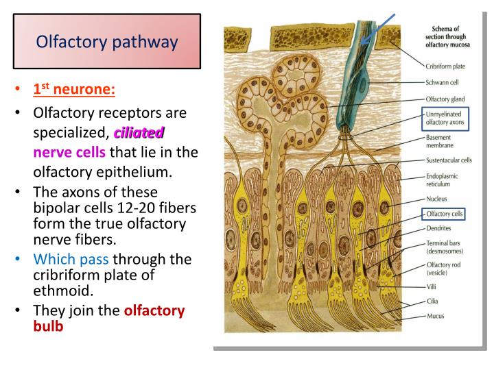 PPT - Nose, Olfactory nerve and olfactory pathway PowerPoint ...