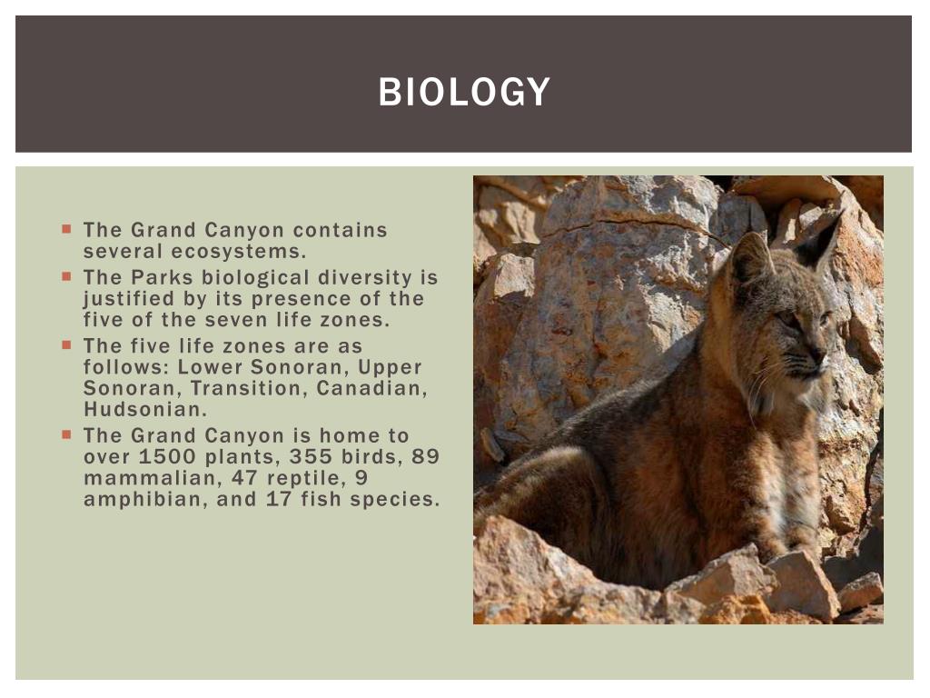 PPT - Grand Canyon National Park PowerPoint Presentation, free download ...