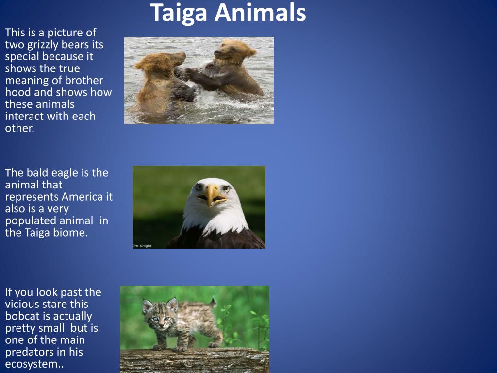 PPT - Taiga Biome Ryan, John M., Tylor , and Nithya PowerPoint ...