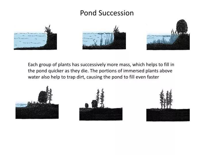 PPT - Pond Succession PowerPoint Presentation, free download - ID:3065612