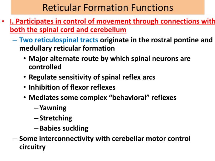 PPT - INTERNAL CAPSULE PowerPoint Presentation - ID:3065666