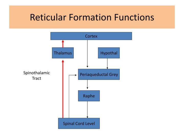 PPT - INTERNAL CAPSULE PowerPoint Presentation - ID:3065666