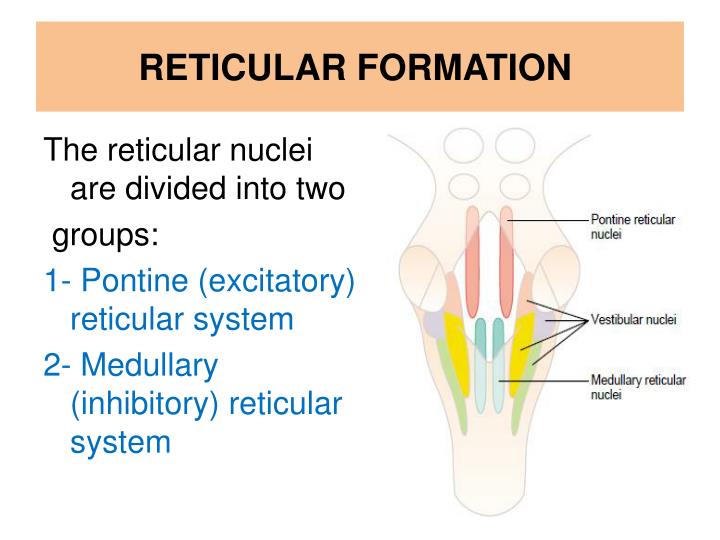 Reticular Formation Nuclei NASA Courses For Doctors