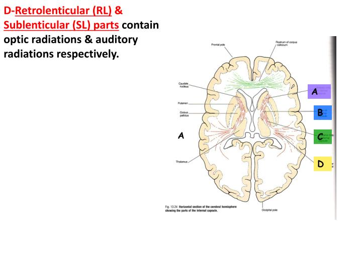 PPT - INTERNAL CAPSULE PowerPoint Presentation - ID:3065666