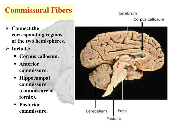 PPT - Brain Topography PowerPoint Presentation - ID:3065672