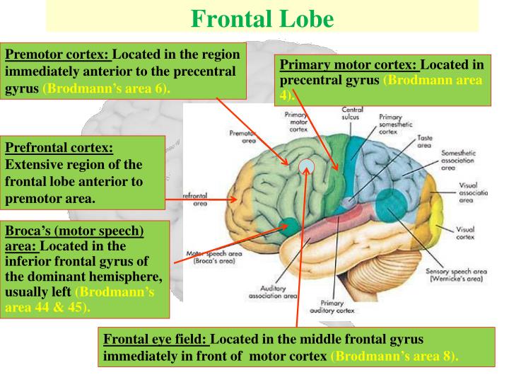 PPT - Brain Topography PowerPoint Presentation - ID:3065672