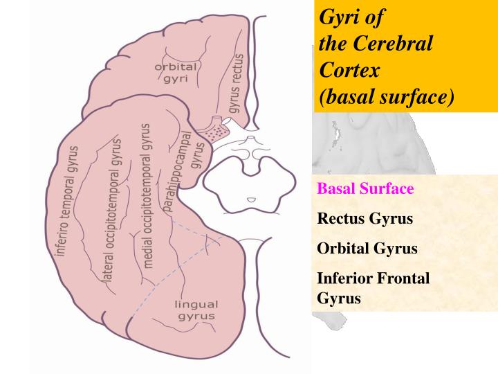 PPT - Brain Topography PowerPoint Presentation - ID:3065672