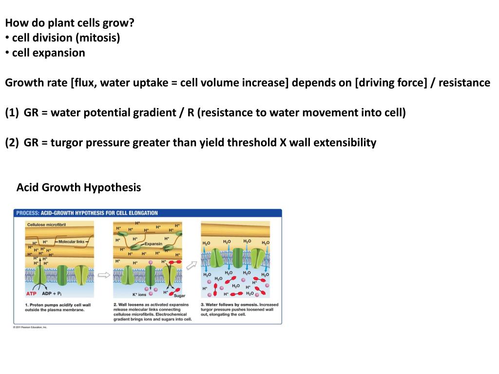 PPT - How do plant cells grow? cell division (mitosis) cell expansion ...