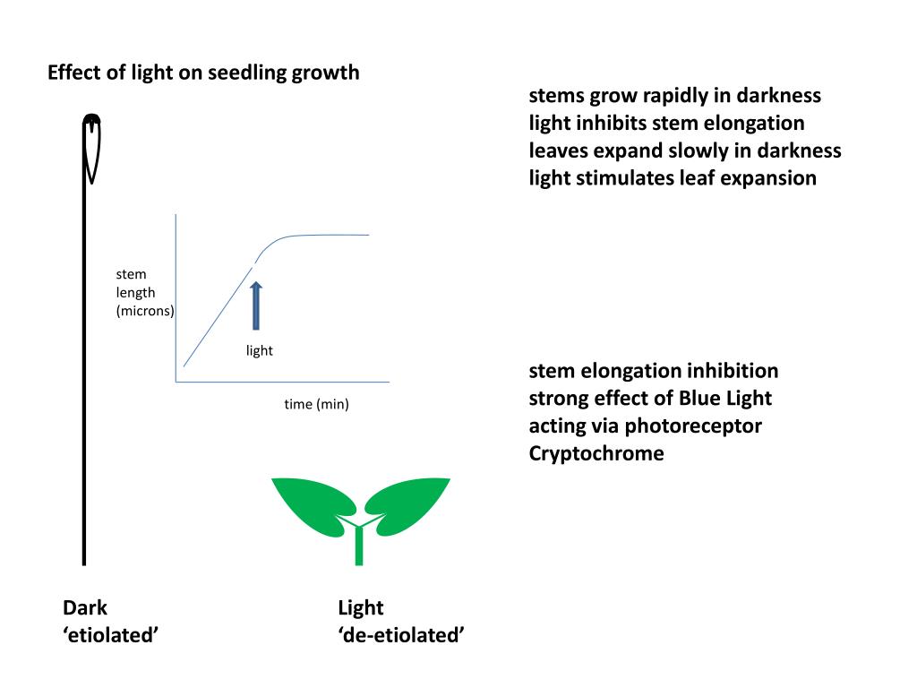 PPT - How do plant cells grow? cell division (mitosis) cell expansion ...