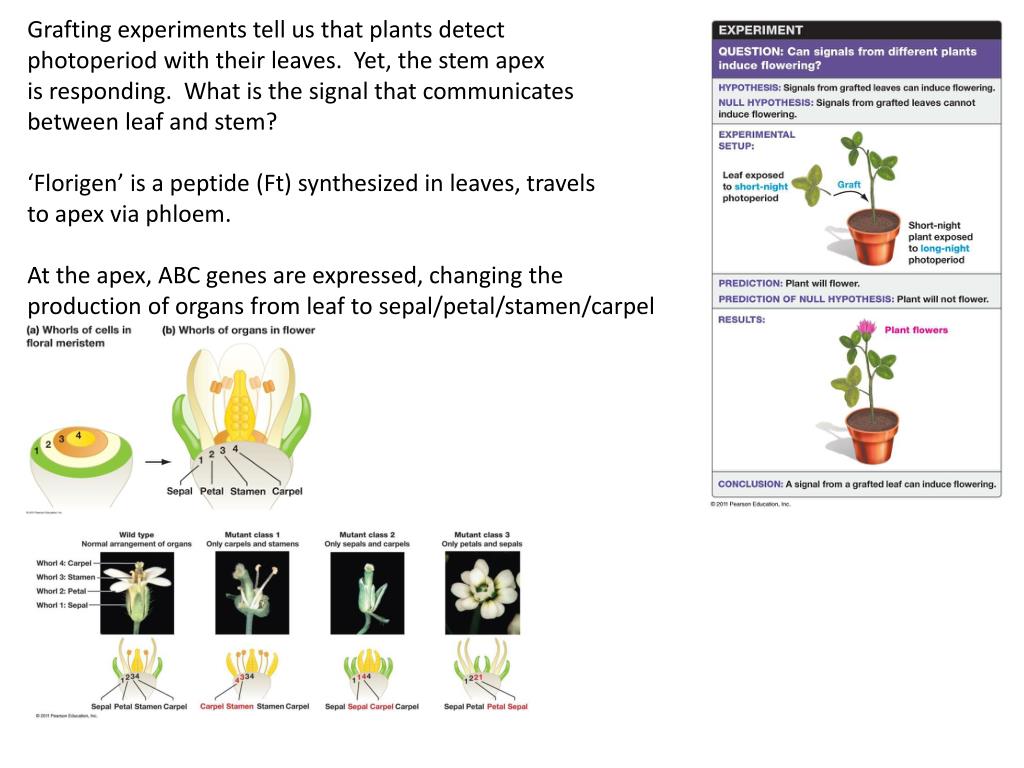 PPT - How do plant cells grow? cell division (mitosis) cell expansion ...