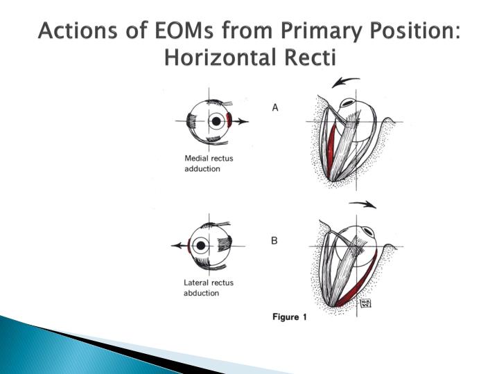 PPT - Testing of Ocular Motility – Evaluation of the Extraocular ...