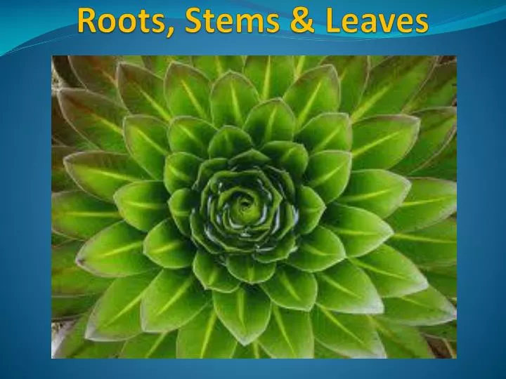 PPT - Roots, Stems & Leaves PowerPoint Presentation, free download - ID ...