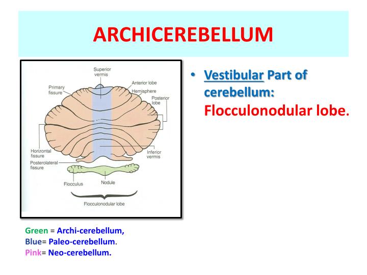 PPT - Cerebellum 1 PowerPoint Presentation - ID:3066230