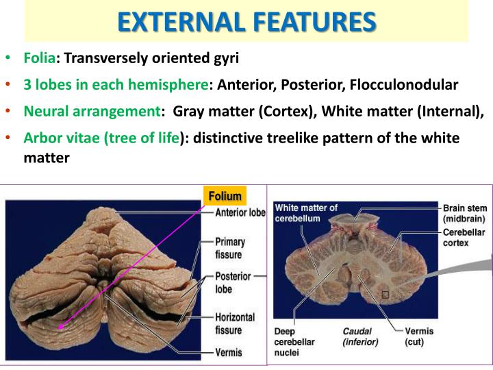 PPT - Cerebellum 1 PowerPoint Presentation - ID:3066230